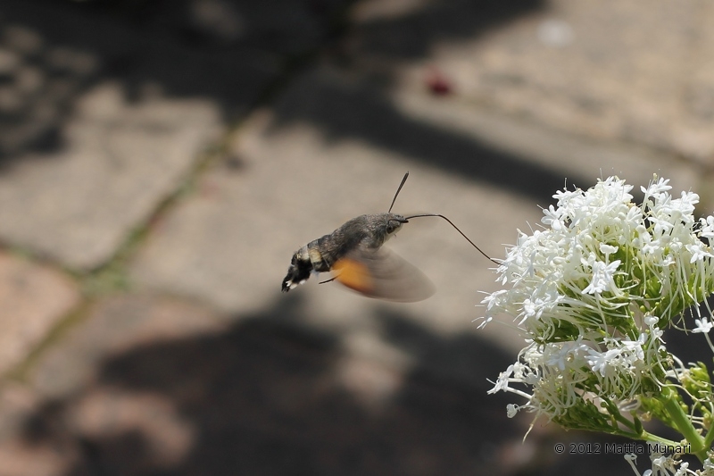 farfalla colibrì macroglossum stellatarum